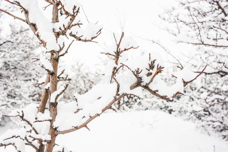 Branch with snow stock image. Image of horizontal, full - 65623251