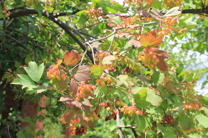 Branch of Snowball Tree with Berries in Process of Ripening Stock Image ...