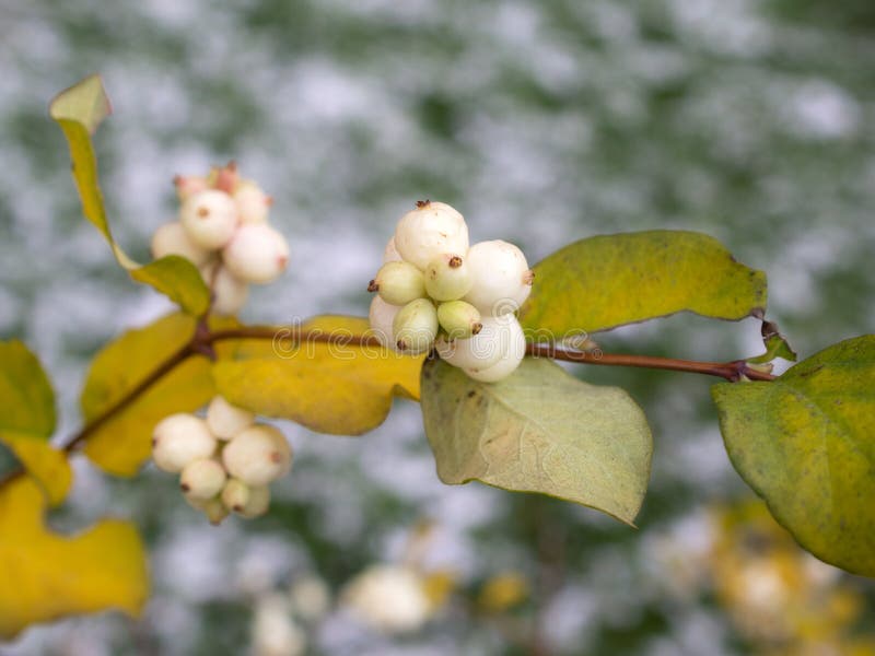 Branch of Snowberry Closeup Stock Image - Image of color, snowberry ...