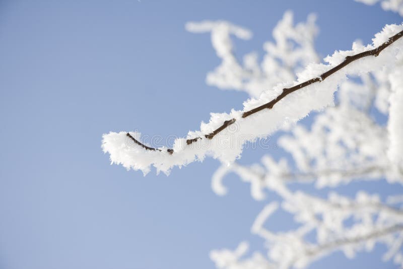 Snowy Tree Branches, Thick Layer of Snow Covers the Tree Branches Stock ...