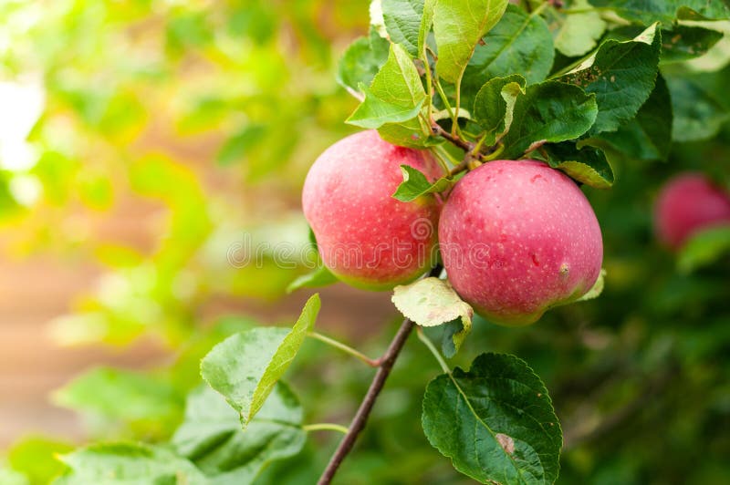 Branch with Some Red Apples on Tree. Warm Sun Rays Stock Photo - Image ...