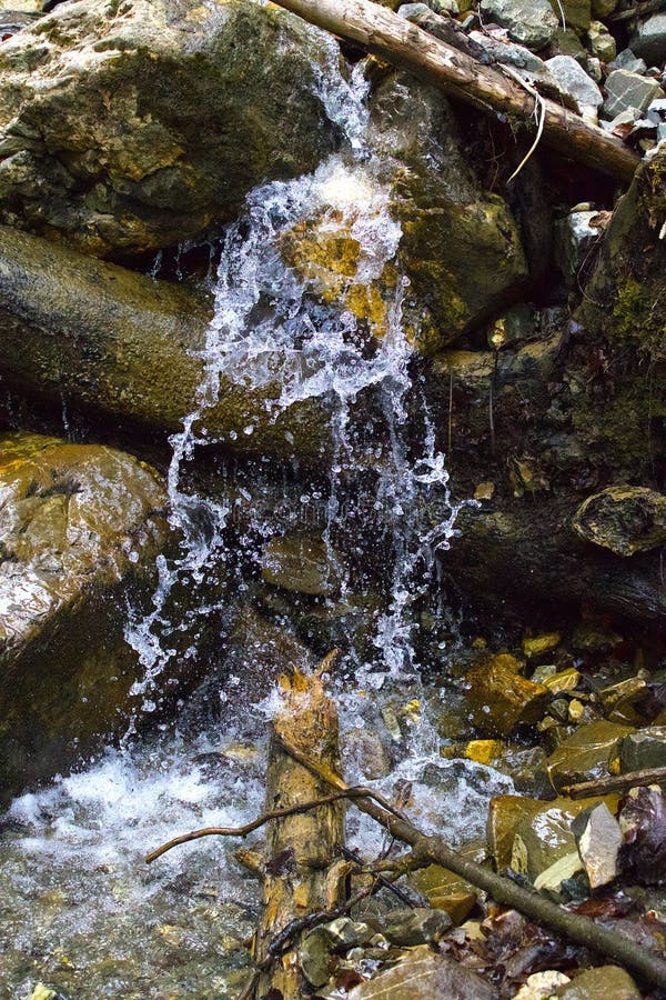 A branch split the water stock photo. Image of pond - 276237732