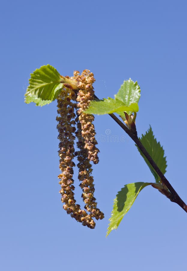 Branch of a spring birch stock image. Image of yellow - 14607419