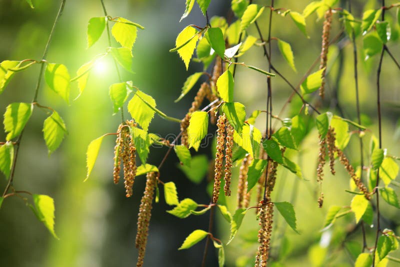 Backlit hops stock photo. Image of vine, canopy, flowers - 96376