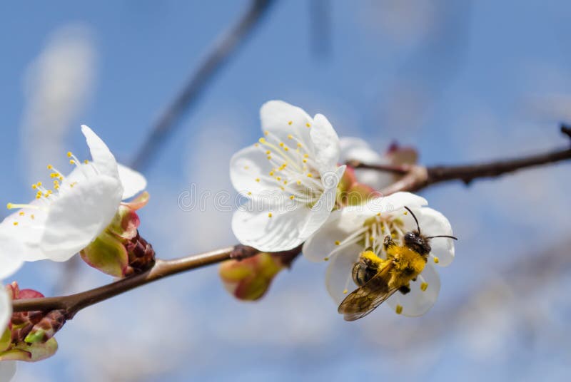 Branch of the spring bloom stock image. Image of beautiful - 50894511