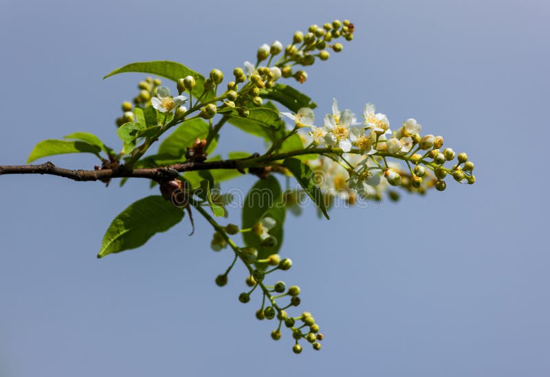 Branch in spring close up stock image. Image of beautiful - 37693717