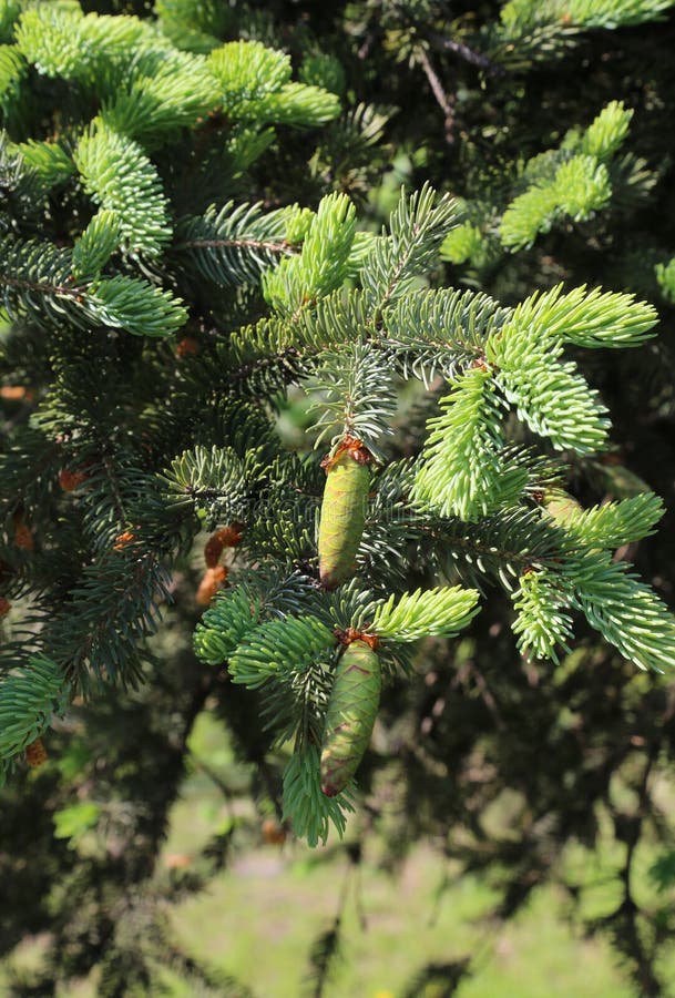 Branch of Spring Coniferous Tree with Young Cones Stock Photo - Image ...