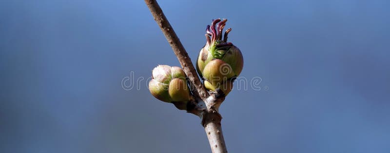 Branch with Spring Flowering Stock Image - Image of shrubs, sunny ...