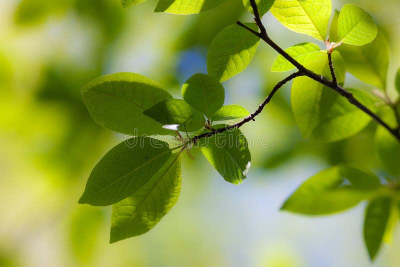 Branch with spring foliage stock photo. Image of beauty - 114451328
