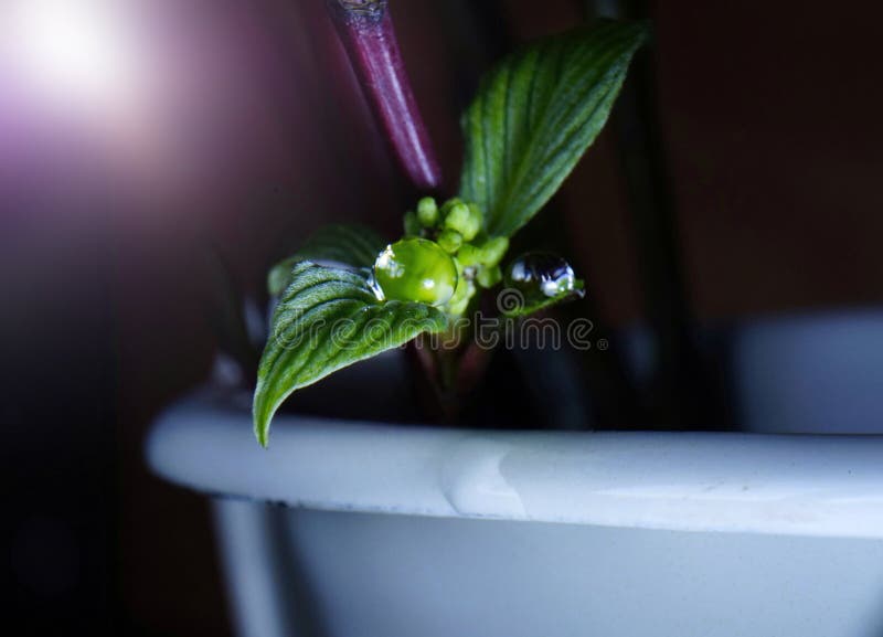 Branch Spring Green Leaf Drop Close-up Stock Photo - Image of light ...