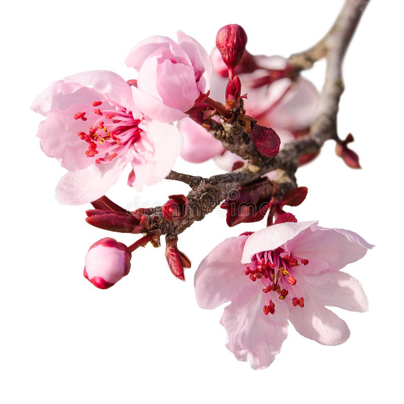 Branch of Pink Spring Blossom Cherry Tree Stock Photo - Image of light ...