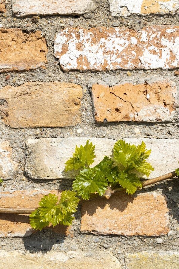 Branch of Spring Vine on the Brick Wall Stock Image - Image of moravia ...