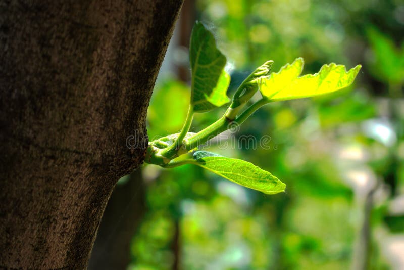 Branch Sprout stock image. Image of branch, sprout, green - 94961885