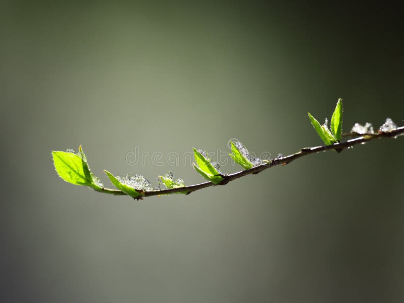 Sprouting Leaves of a Dogwood Shrub in Springtime Stock Photo - Image ...