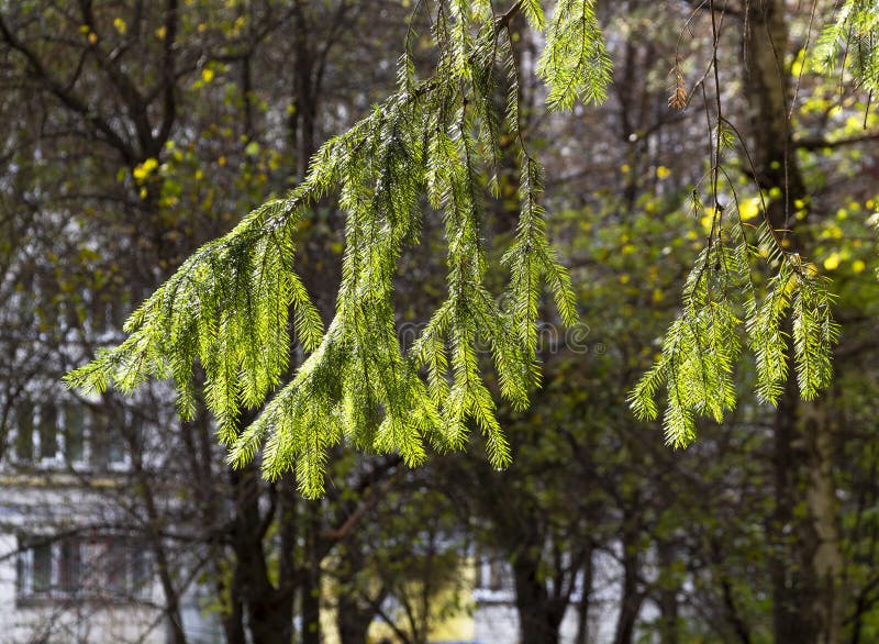 A Branch of Spruce on the Background of Deciduous Trees and Windows of ...