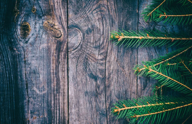 Branch of Spruce on a Gray Wooden Surface Stock Image - Image of ...