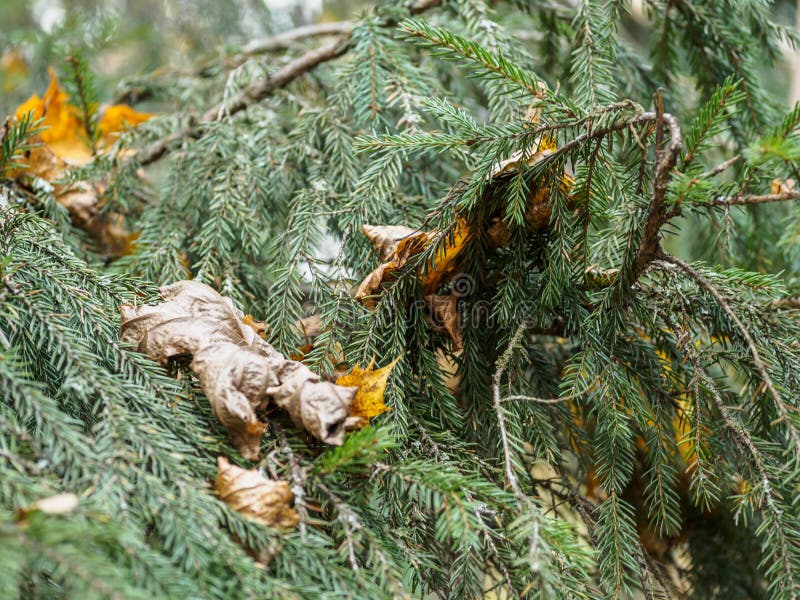 Branches of Spruce and Fallen Leaves on Branches Stock Image - Image of ...