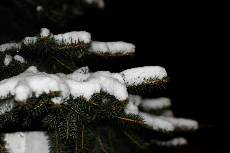 A Branch of Spruce Under Snow at Night Stock Image - Image of snow ...