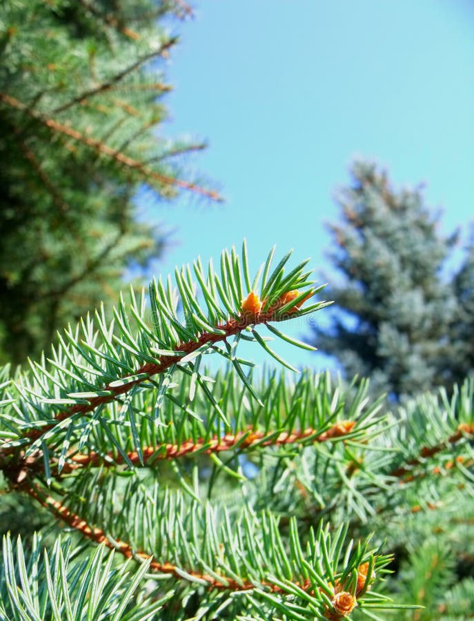 The branch of spruce stock photo. Image of background - 33648324