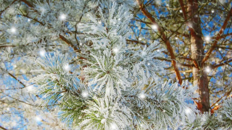 The Branch of Spruce with a Transparent Ice and Falling Snow, Filter ...