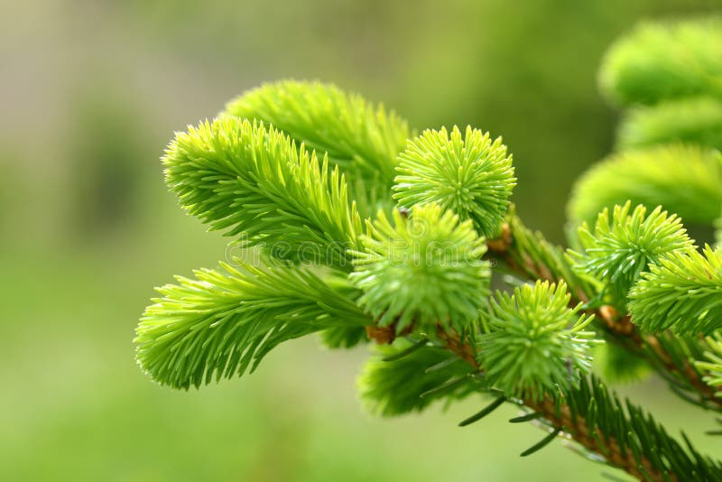 Branch of Spruce Tree Close Up. Stock Image - Image of flora, color ...