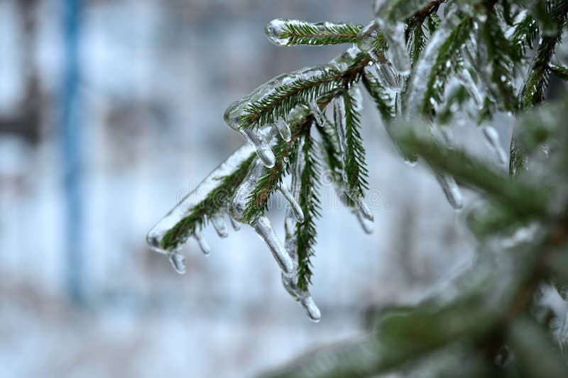 The Branch of Spruce Tree Covered with Ice Stock Photo - Image of ...