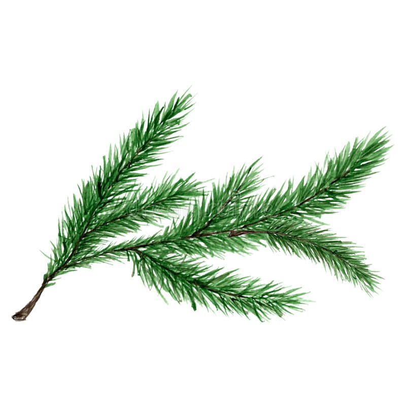 A Branch of a Spruce Tree Painted in Watercolor Stock Illustration ...