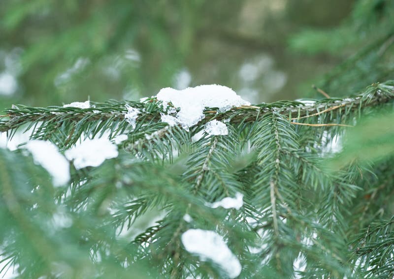 Branch of Spruce Tree with White Snow. Winter Spruce Tree in the Frost ...