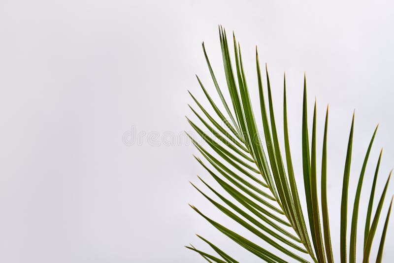 Branch with Straight Sharp Leaves. Stock Image - Image of breadfruit ...