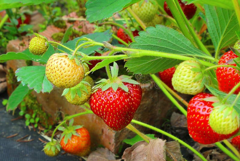 Branch with Red Strawberries Stock Photo - Image of stem, crisp: 31967320