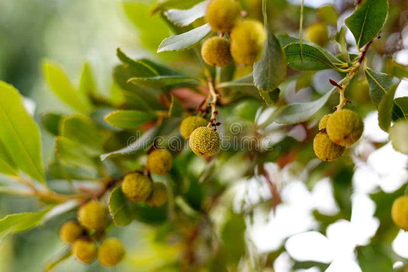 Branch of strawberry tree stock photo. Image of branch - 194515032