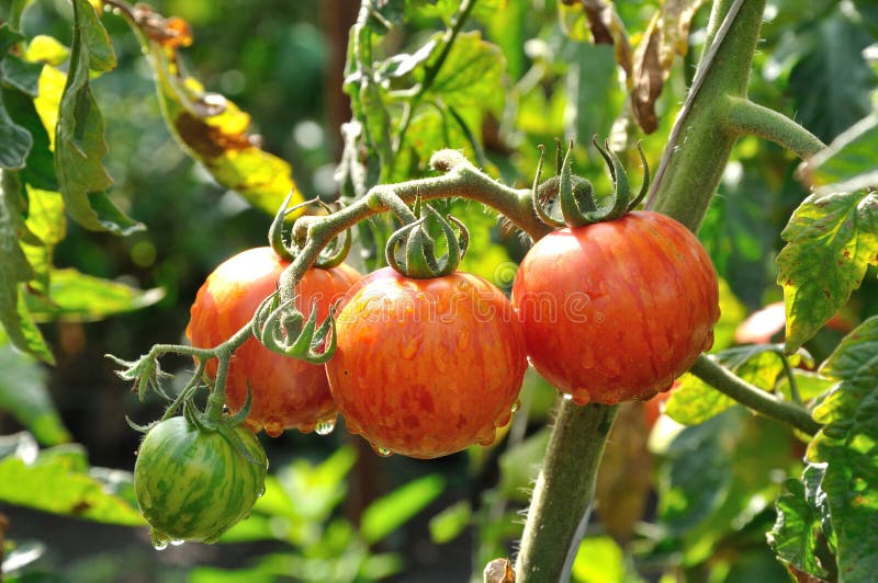 Branch of striped tomatoes stock photo. Image of tomato - 44014192