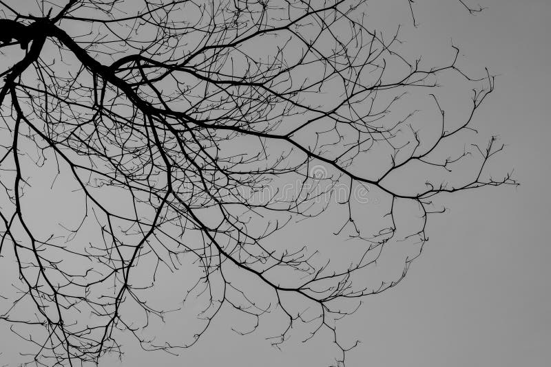 Branch Structure of Tree, Forest Stock Photo - Image of death, season ...