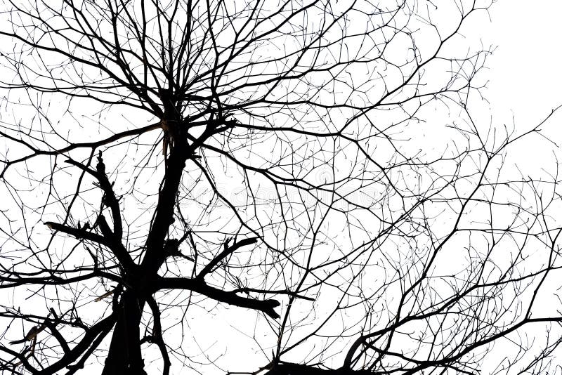 Branch Structure of Tree and Death Wood Stock Image - Image of branch ...