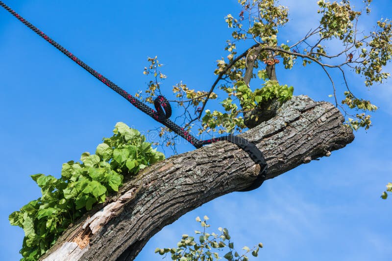 Branch support stock image. Image of illness, medicine - 43930721