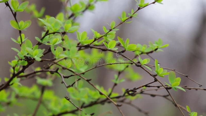 The Branch Swaying with Dews in the Wind Stock Footage - Video of ...