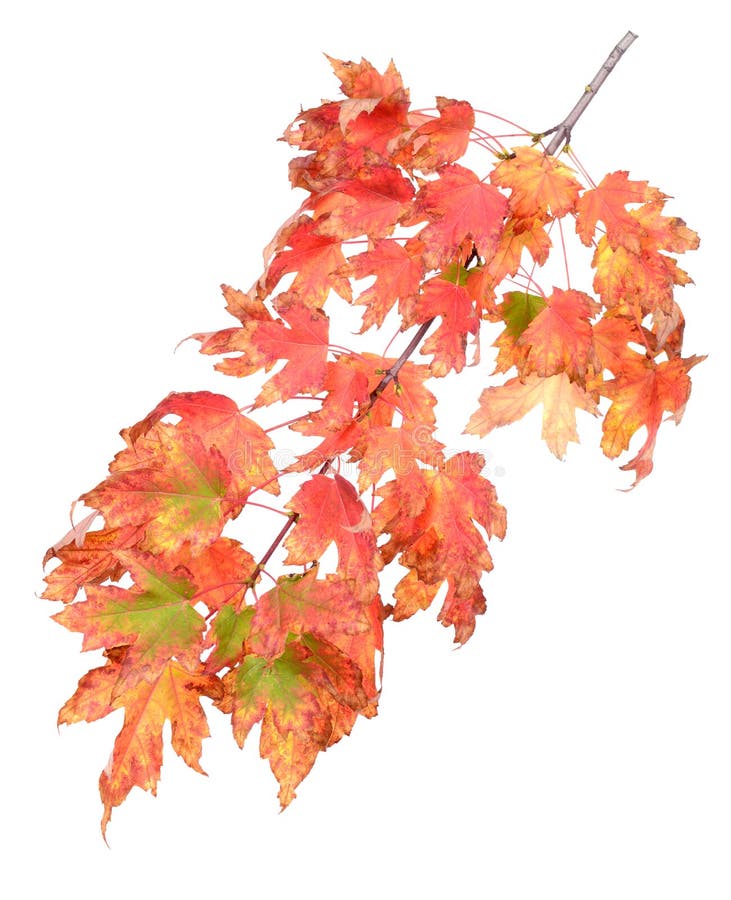 Sweet maple leaves stock photo. Image of isolated, bright - 160144044