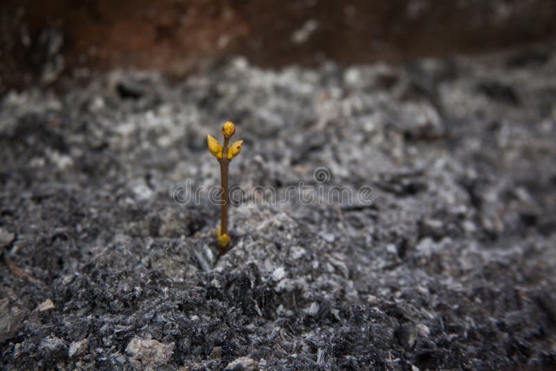 A Branch with Swollen Buds on the Ashes Stock Image - Image of pattern ...