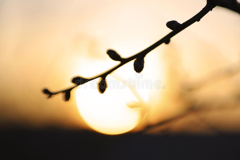 Branch with Swollen Buds at Sunset Stock Photo - Image of yellow ...