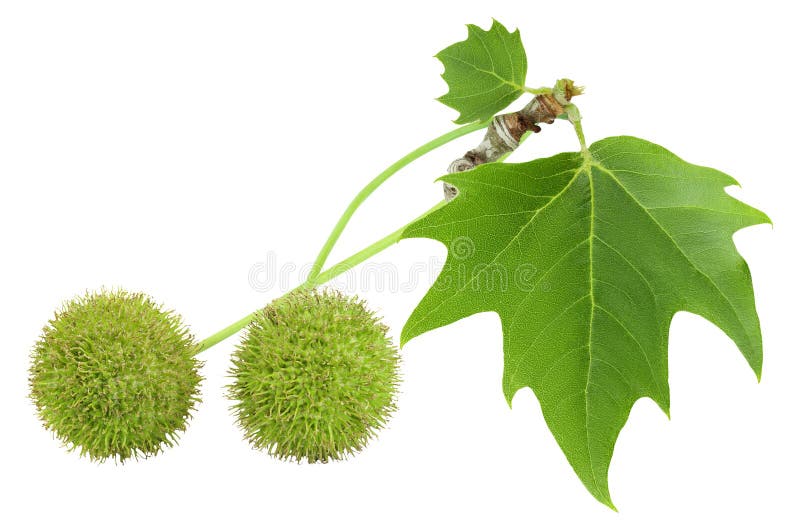 Branch of Sycamore Plane Tree Isolated on White Bacground. Top View ...
