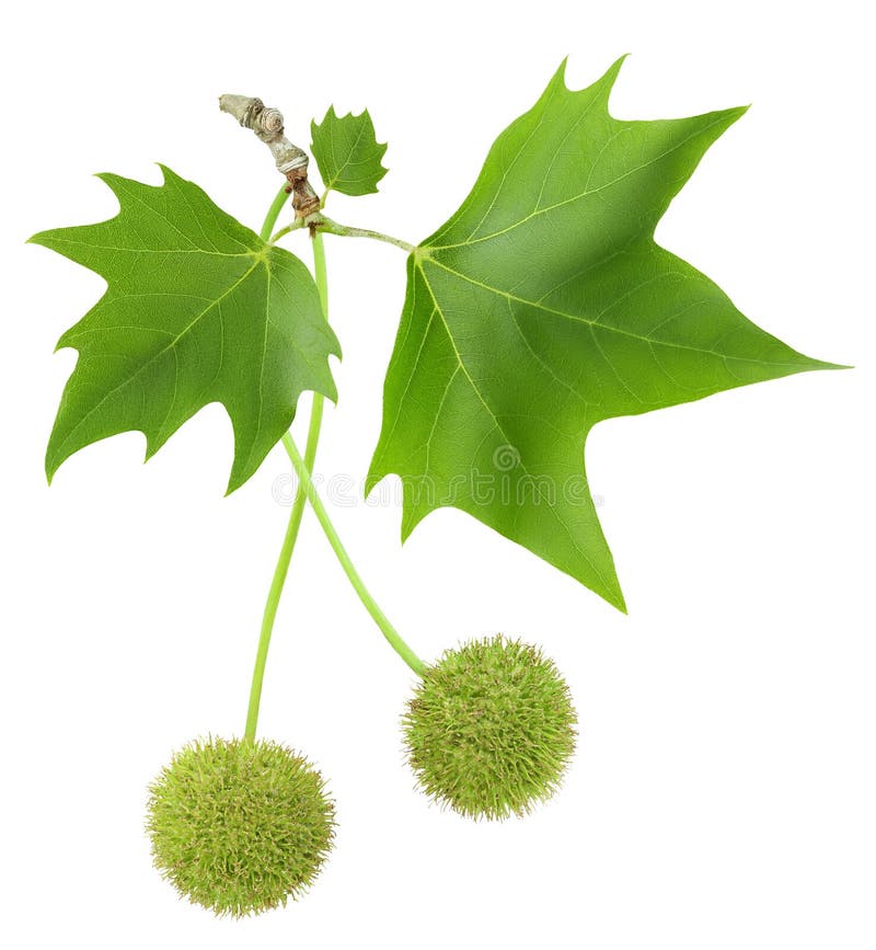 Branch of Sycamore Plane Tree Isolated on White Bacground. Top View ...