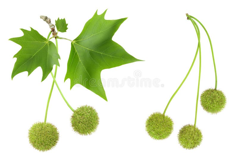 Branch of Sycamore Plane Tree Isolated on White Bacground. Top View ...