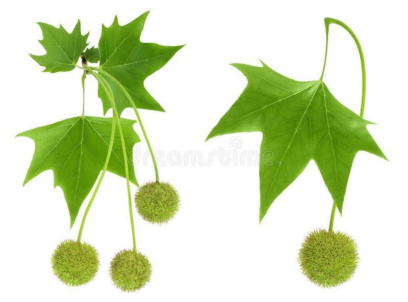 Branch of Sycamore Plane Tree Isolated on White Bacground. Top View ...