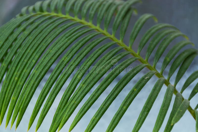 Branch sykus. house plant stock image. Image of botany - 85594633