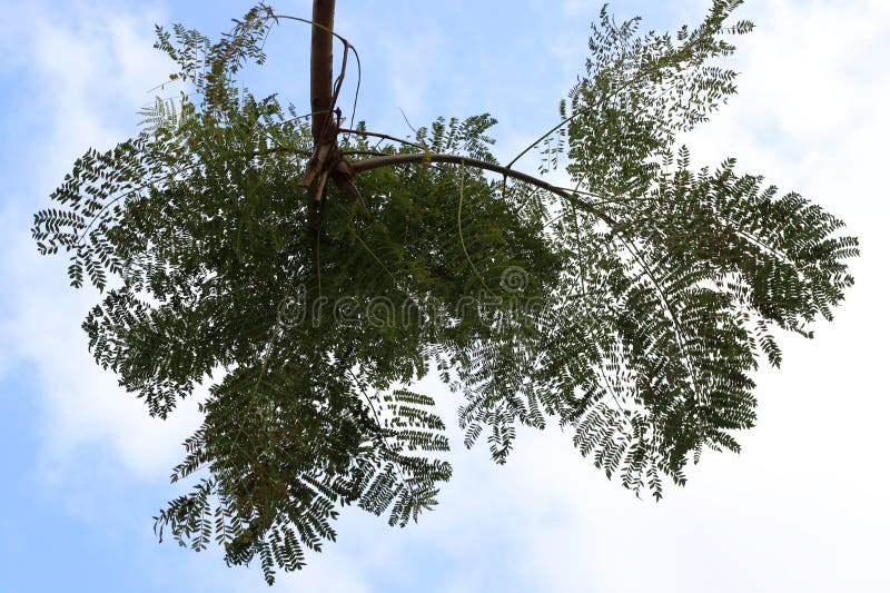 Branch of a Tall Tree Against a Background of Blue Sky. Stock Image ...