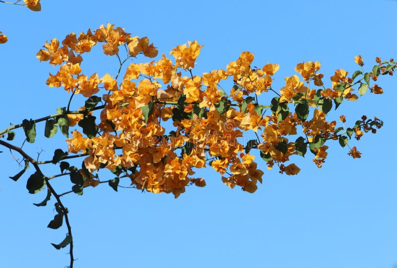 Branch of a Tall Tree Against a Background of Blue Sky. Stock Image ...