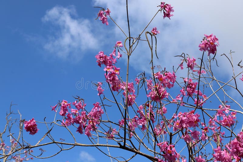 Branch of a Tall Tree Against a Background of Blue Sky. Stock Photo ...