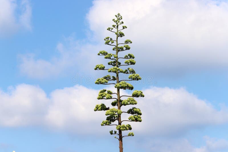 Branch of a Tall Tree Against a Background of Blue Sky. Stock Image ...