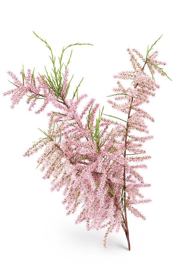 Branch of Tamarix Isolated on White Background with Full Depth of Field ...