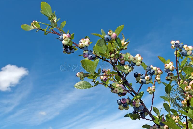 Branch of Tasty Bog Bilberry or Blueberry Stock Photo - Image of juicy ...